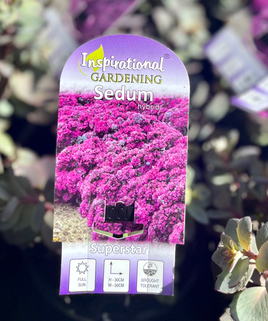 SEDUM Rock ‘N Round® ‘Superstar’ – Shepparton Plant Farm