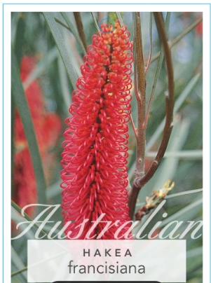 HAKEA francisiana ‘Pink Pokers’ – Shepparton Plant Farm