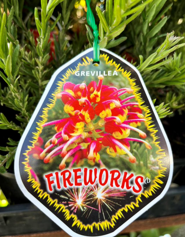 GREVILLEA hybrid ‘Fireworks’ – Shepparton Plant Farm