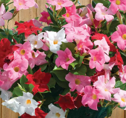 MANDEVILLA Jade Varieties – Shepparton Plant Farm