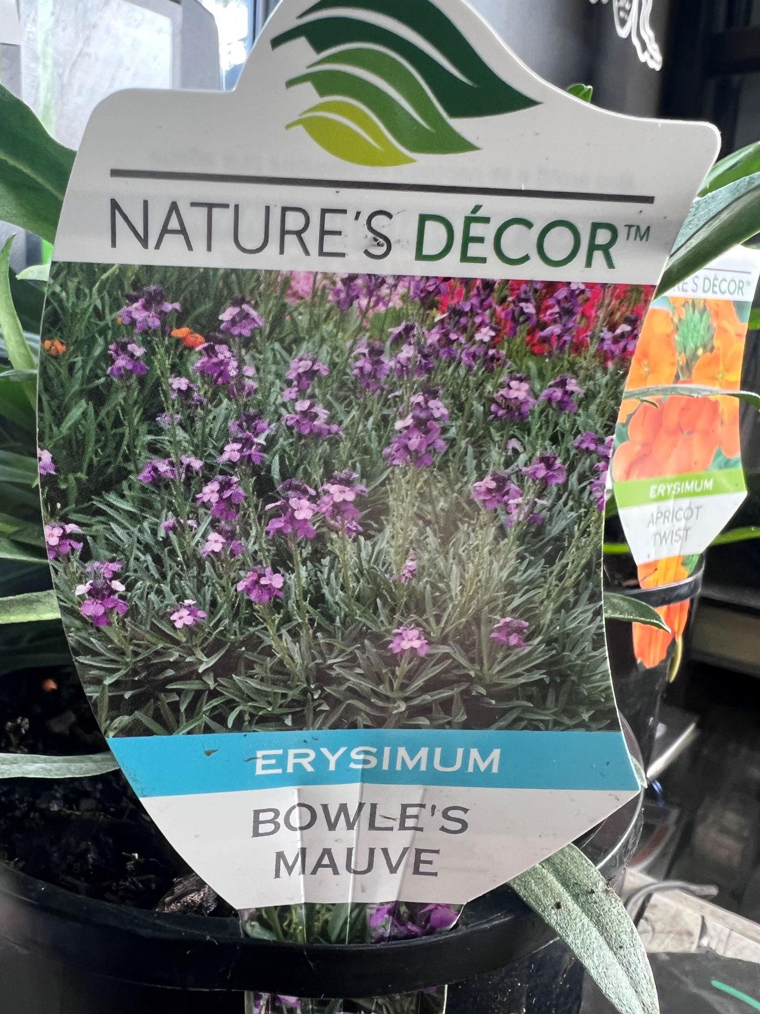 ERYSIMUM Varieties (Wall Flowers) – Shepparton Plant Farm