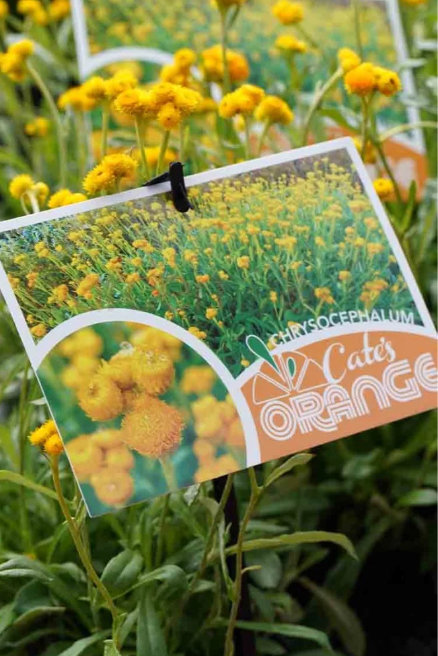 CHRYSOCEPHALUM apiculatum ‘Cate’s Orange’ – Shepparton Plant Farm