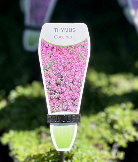 THYMUS coccineus (Pink Creeping Thyme) – Shepparton Plant Farm