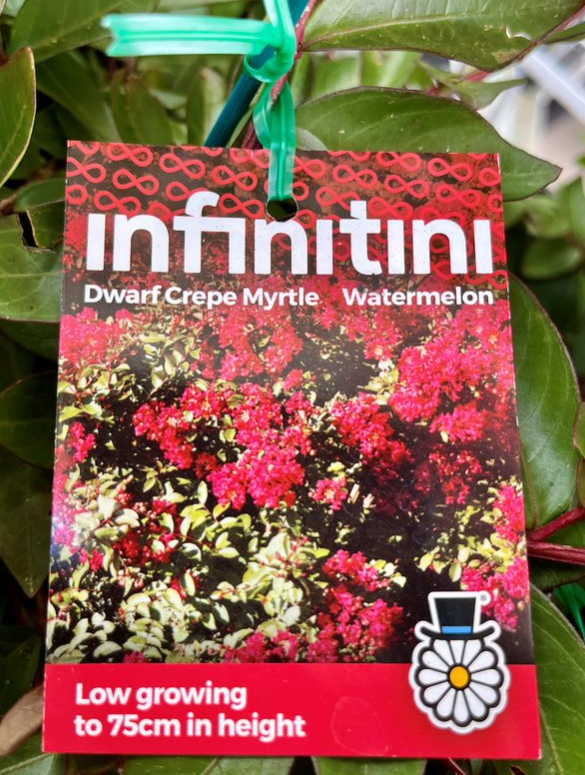 LAGERSTROEMIA indica (Dwarf Crepe Myrtles) – Shepparton Plant Farm