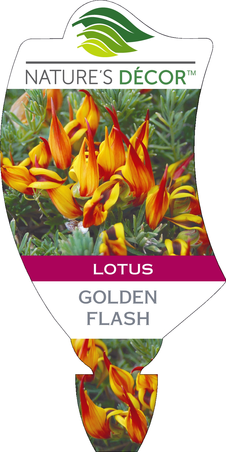 Lotus ‘Golden Flash’ – Shepparton Plant Farm