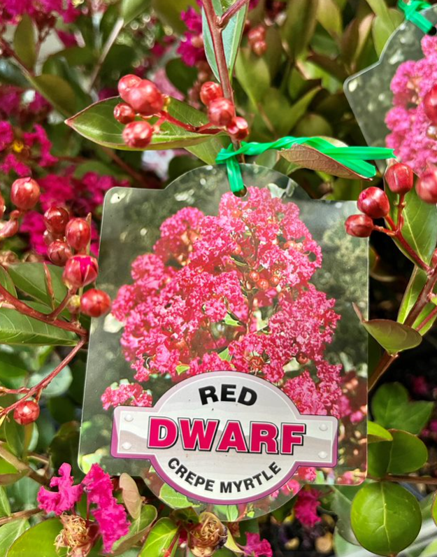 LAGERSTROEMIA indica (Dwarf Crepe Myrtles) – Shepparton Plant Farm