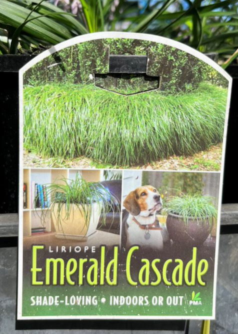 LIRIOPE ‘Emerald Cascade’ – Shepparton Plant Farm