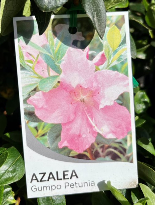 AZALEA ‘Gumpo Petunia’ – Shepparton Plant Farm