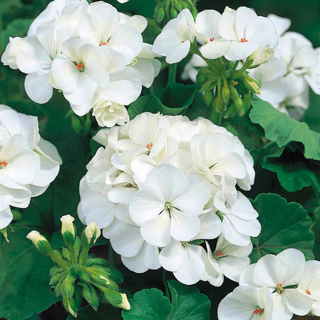 GERANIUM Big White – Shepparton Plant Farm