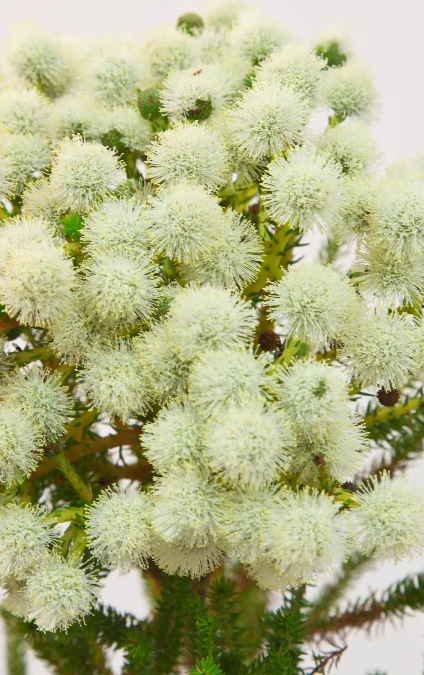 BERZELIA lanuginosa ‘Buttonbush Snow’ – Shepparton Plant Farm