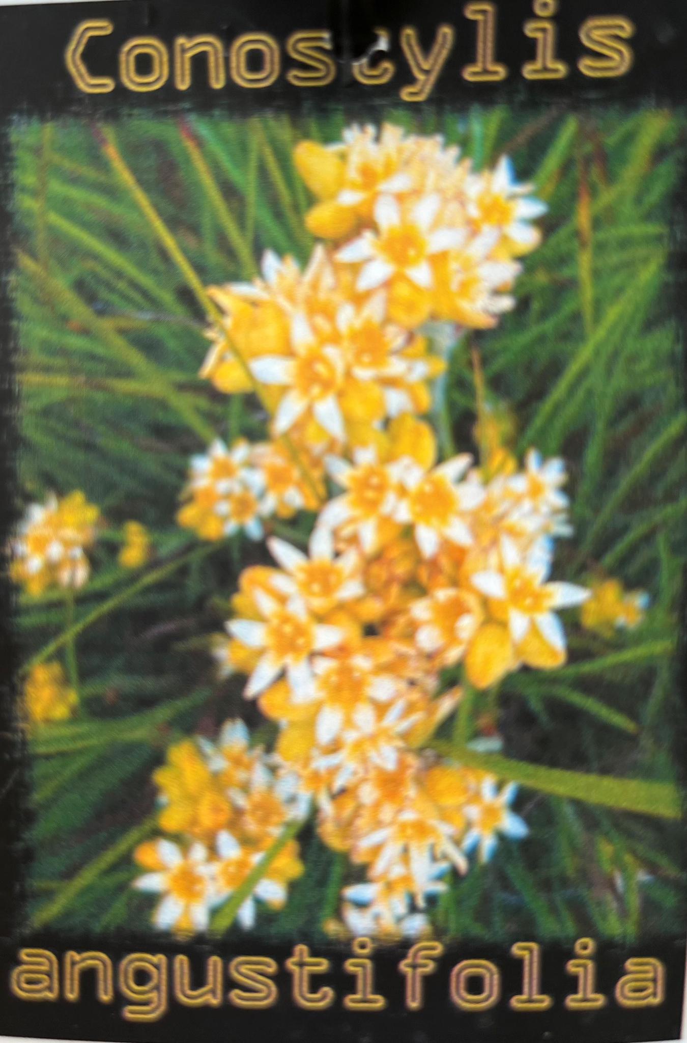 CONOSTYLIS “Angustifolia” – Shepparton Plant Farm