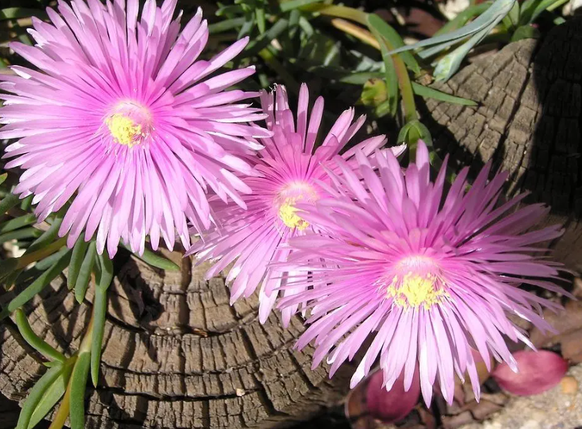 MESEMBRYANTHEMUM (Pig Face) Varieties – Shepparton Plant Farm