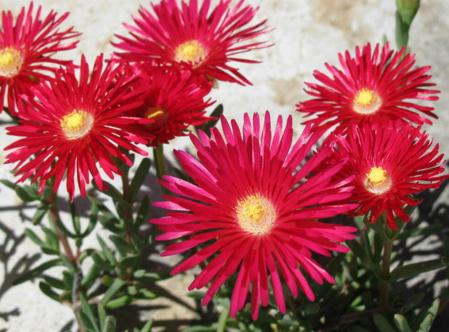 MESEMBRYANTHEMUM (Pig Face) Varieties – Shepparton Plant Farm