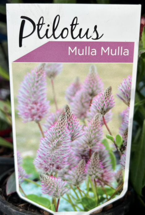 PTILOTUS exaltatus ‘Mulla Mulla’ – Shepparton Plant Farm