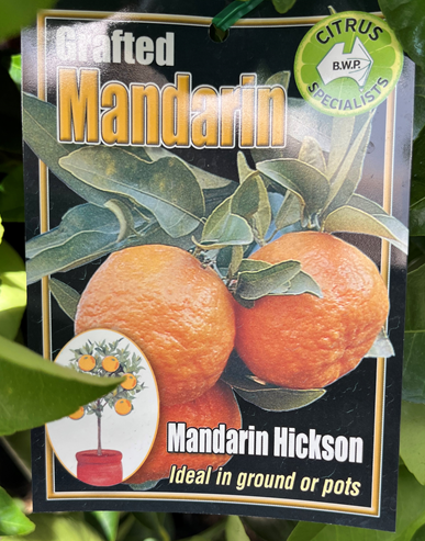 CITRUS Mandarin ‘Hickson’ – Shepparton Plant Farm