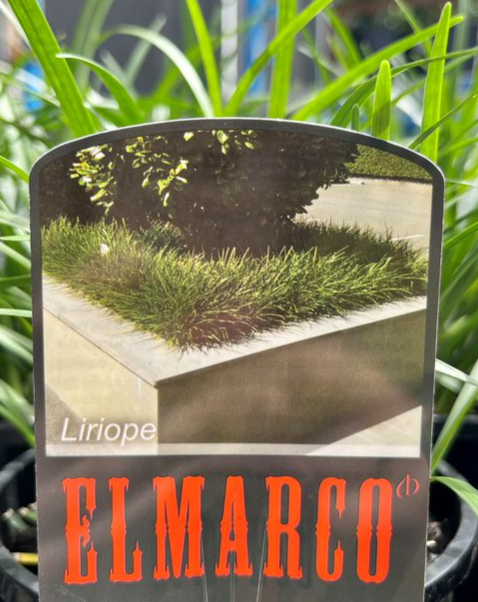 LIRIOPE muscari ‘Elmarco’ – Shepparton Plant Farm