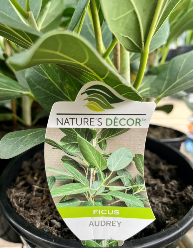 FICUS benghalensis ‘Audrey’ – Shepparton Plant Farm