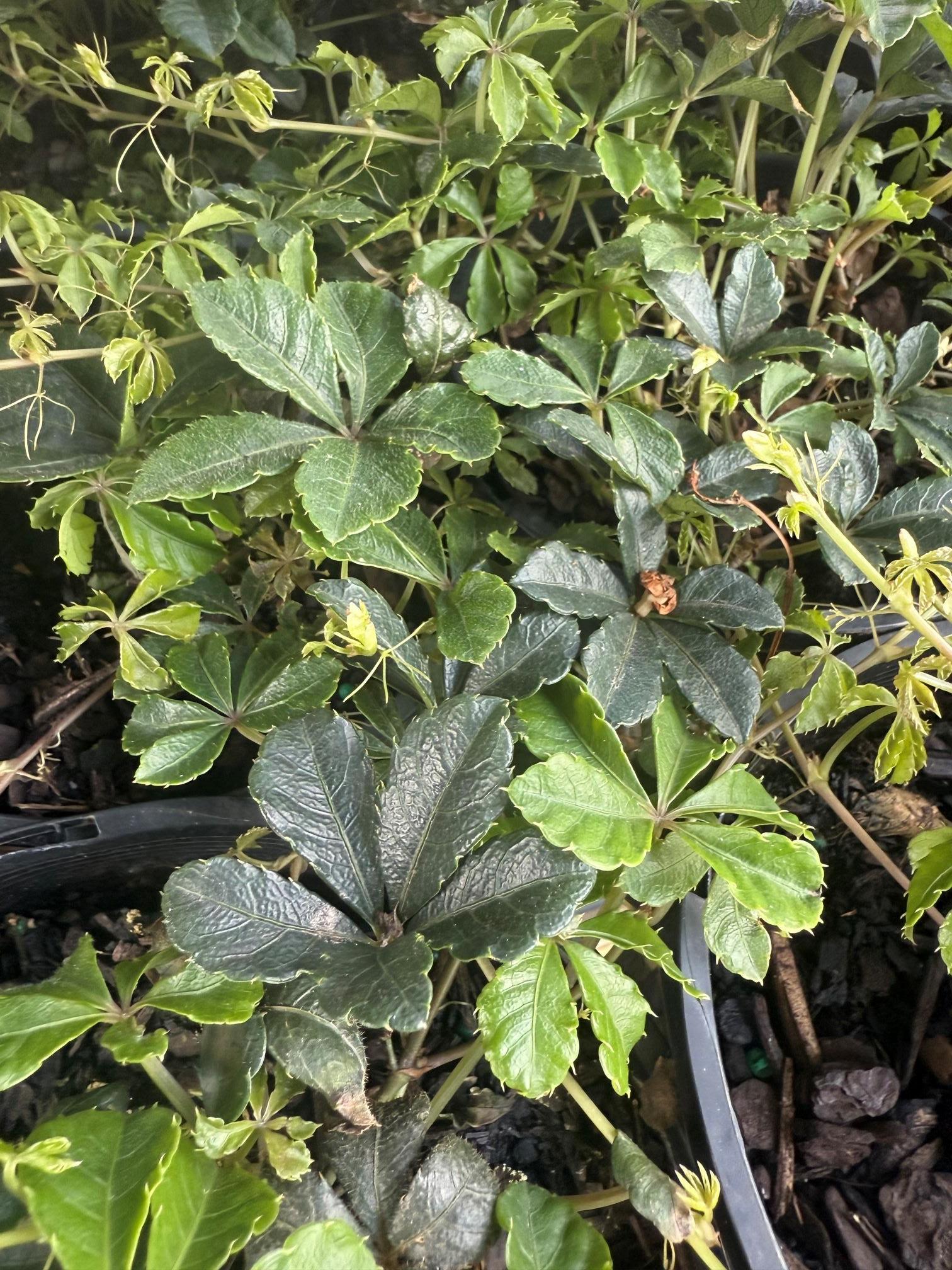 Parthenocissus sikkimensis (Ivy Groundcover) – Shepparton Plant Farm