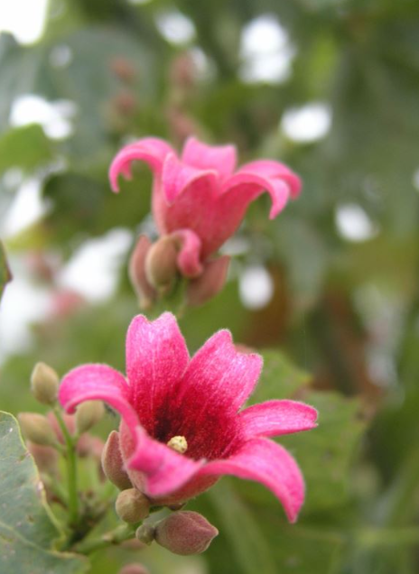 BRACHYCHITON ‘Griffith Pink’ – Shepparton Plant Farm