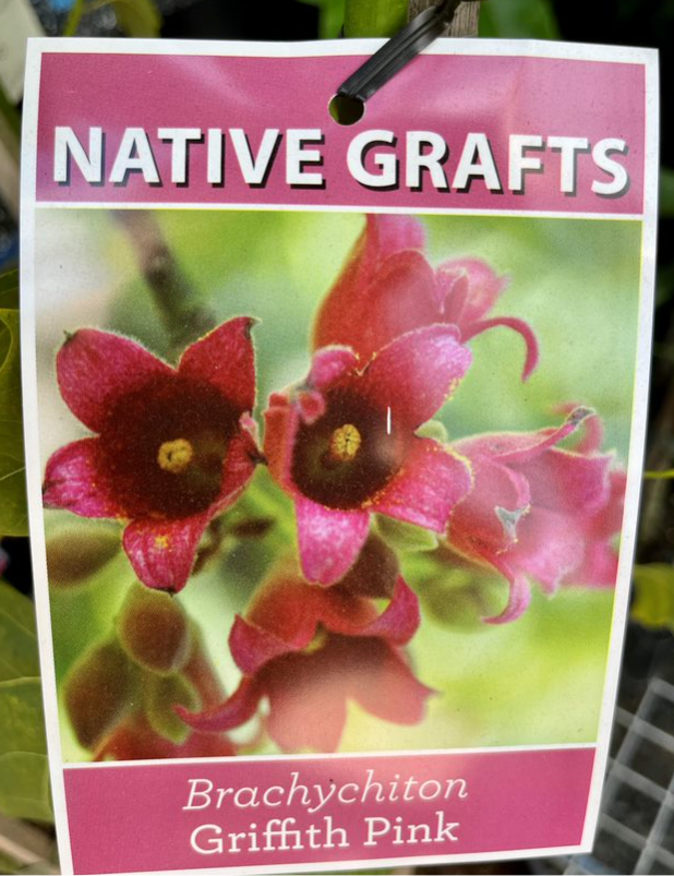 BRACHYCHITON ‘Griffith Pink’ – Shepparton Plant Farm